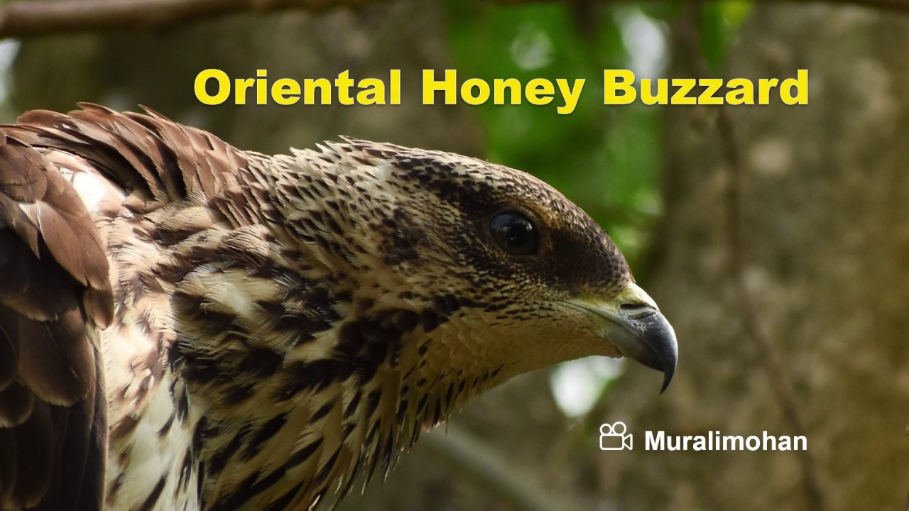 ORIENTAL HONEY BUZZARD attacks Bee Hive - YouTube