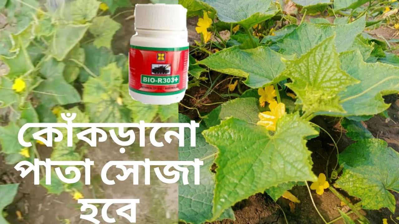 শশার কোঁকড়ানো পাতা সোজা হবে#BIO-R303+#Damman#সাদামাছি#লালমাকর সব ...