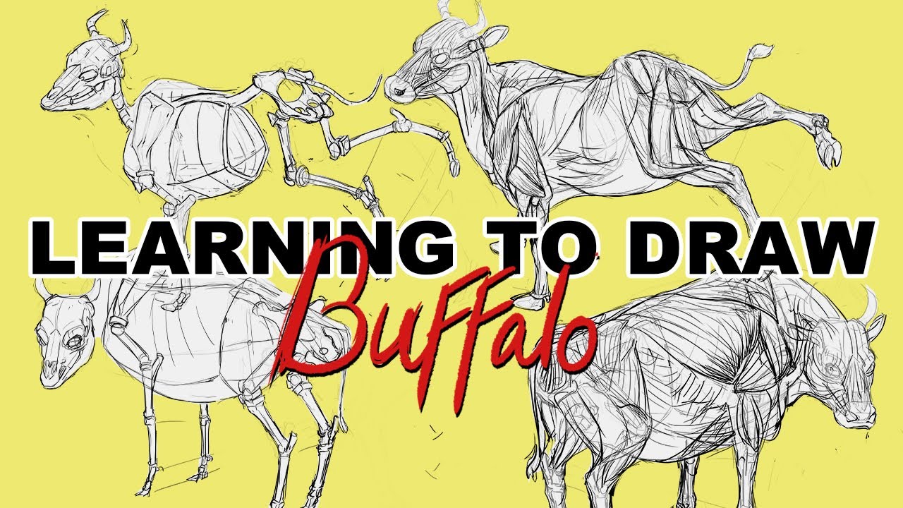 🎨 Learning to Draw Buffalo – Anatomy, Structure & Movement 🐃 Part five ...