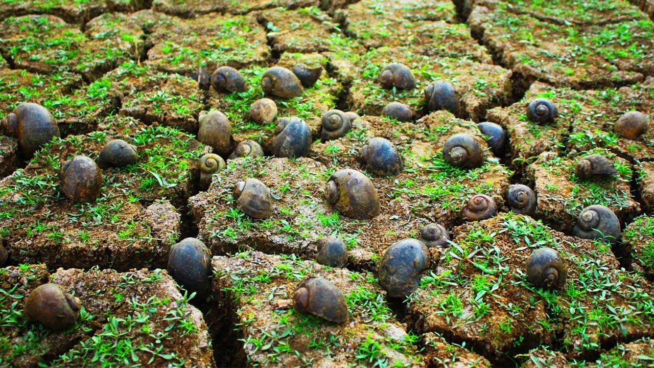 Fishing season 2021 - Underground Secrets Found A lot snails In the ...