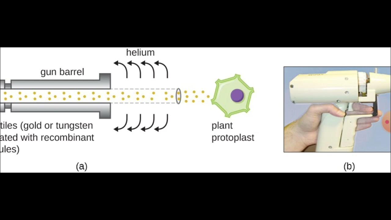 Gene gun method - YouTube