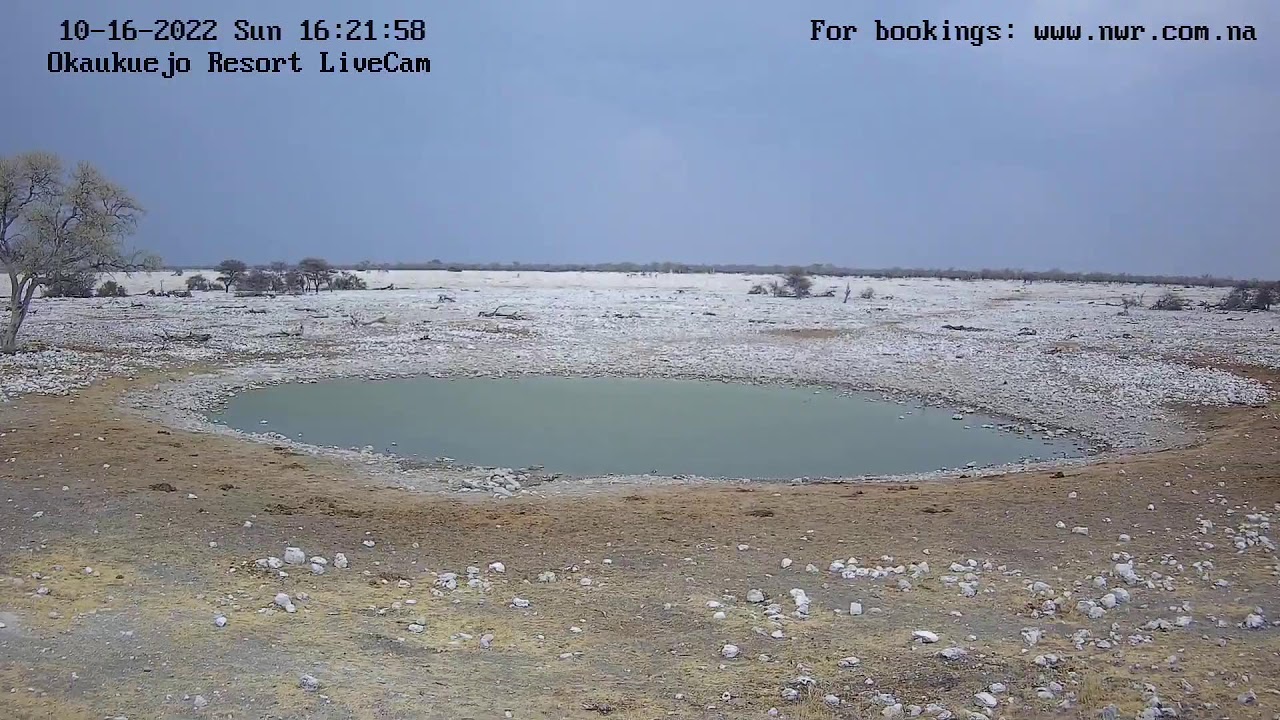 Okaukuejo Resort, Wildlife Waterhole: Live camera stream in the Etosha ...
