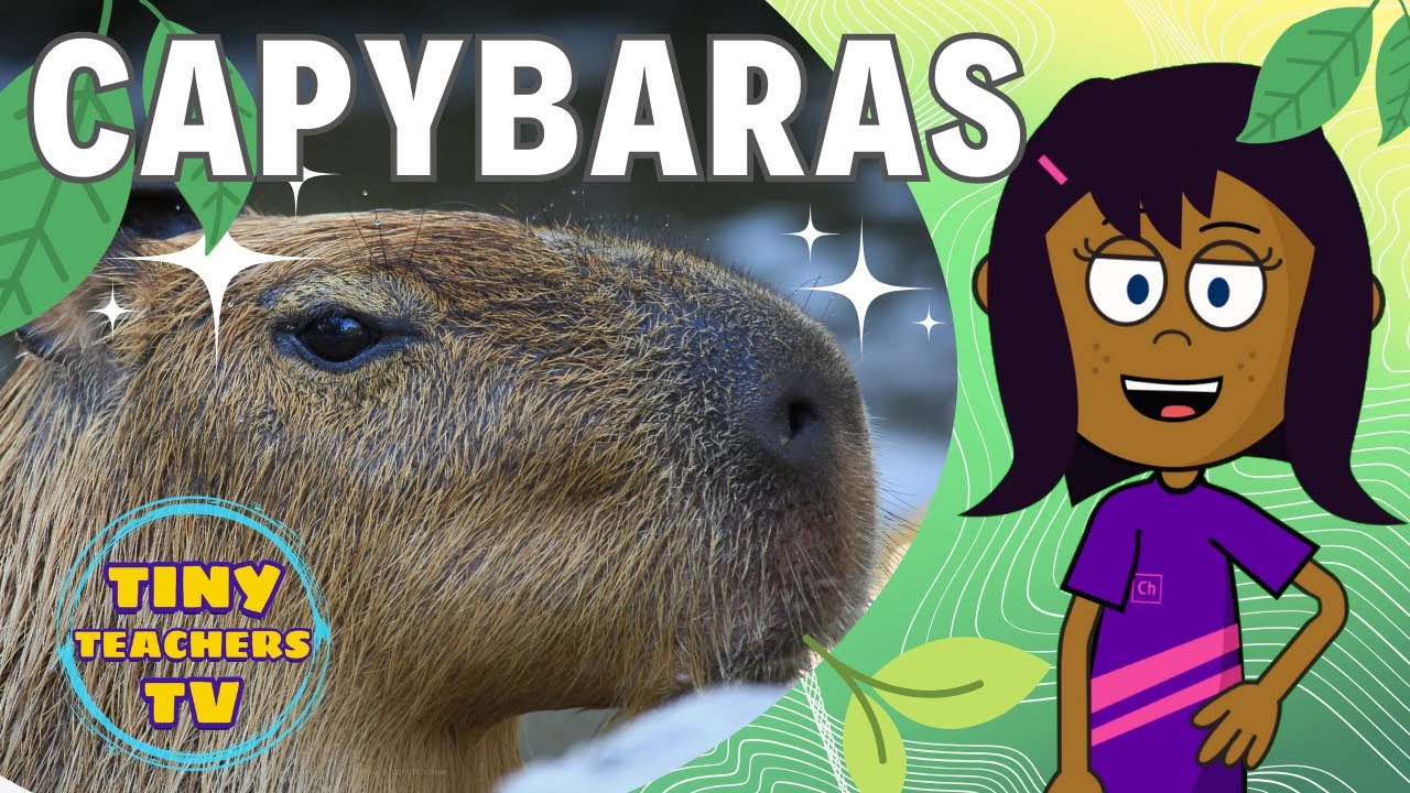 How Much Do You Know About Capybaras? | Educational Videos for Kids ...