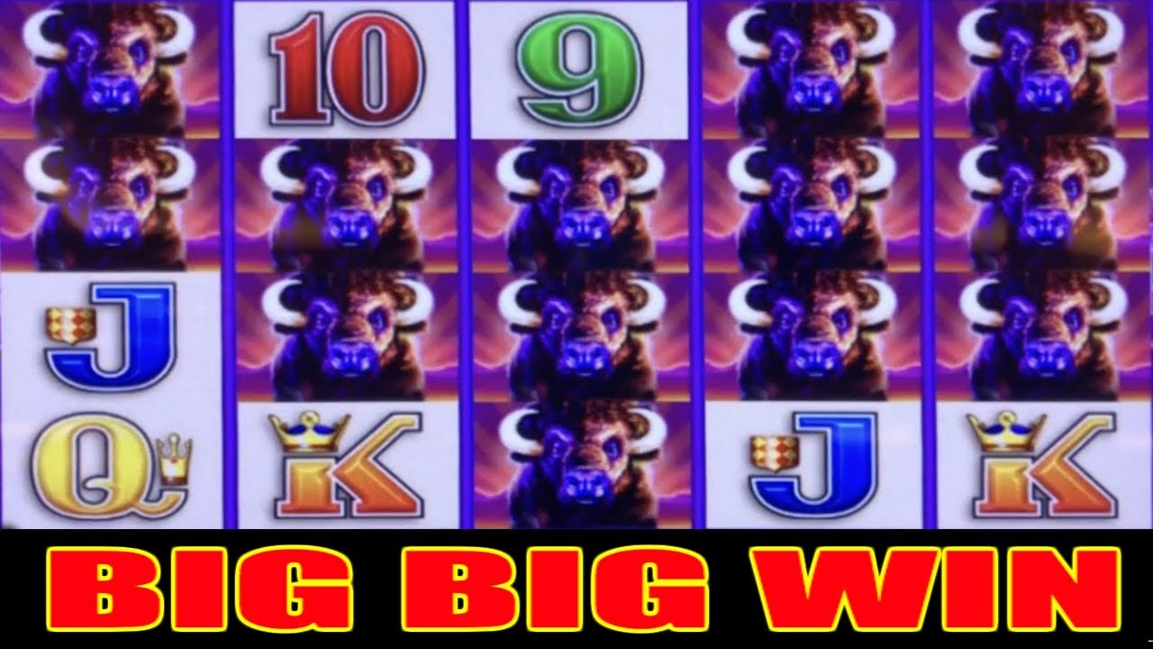 BIG BIG WIN ON BUFFALO !!!!!!!! BUFFALO FINALLY BROUGHT THE HERD ...