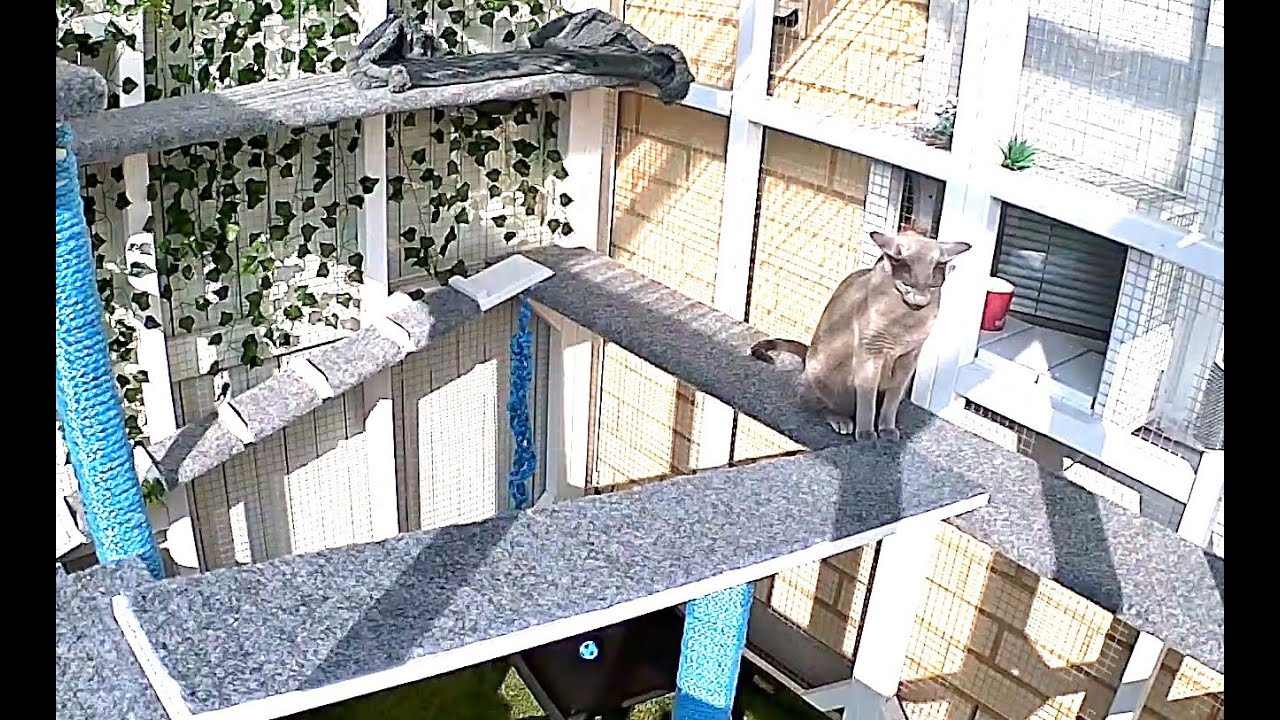 Blue Velvet Cats 5th of September 2024 - YouTube