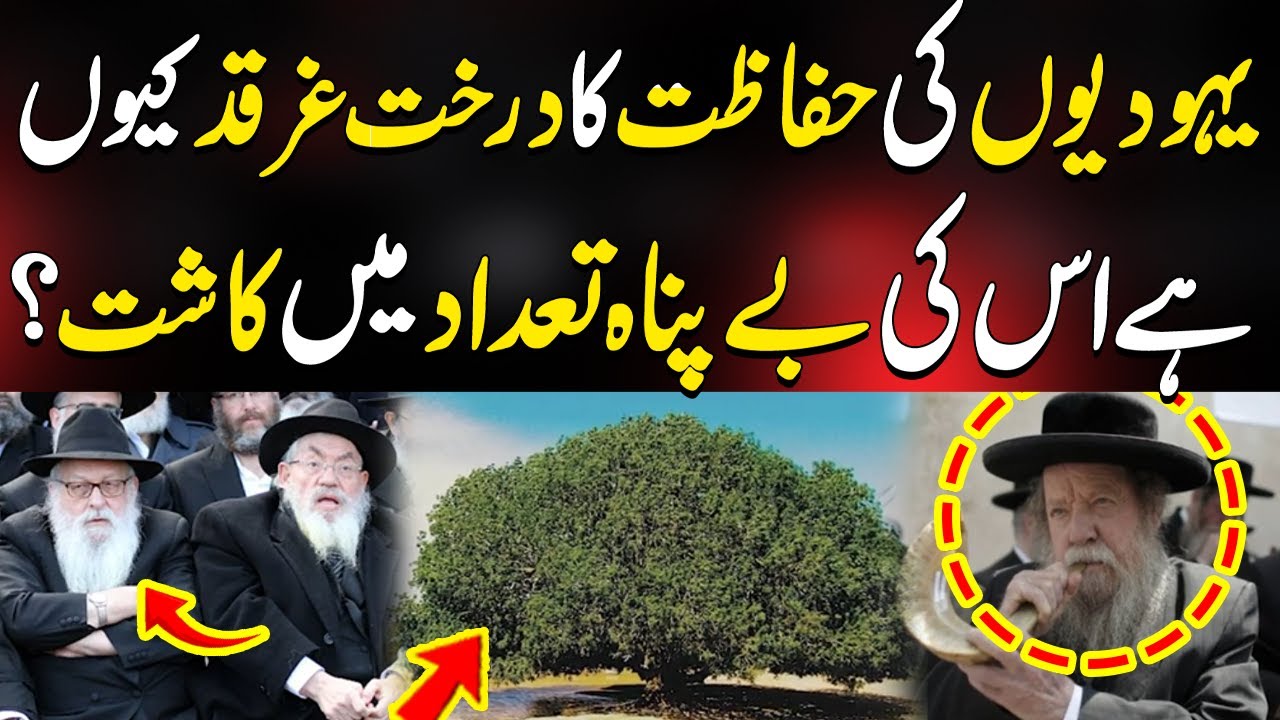 Yehudiyon Ki Hifazat Ka Darakht Gharaqad, Kyun Hai Is Ki Be Panh Tadaad ...