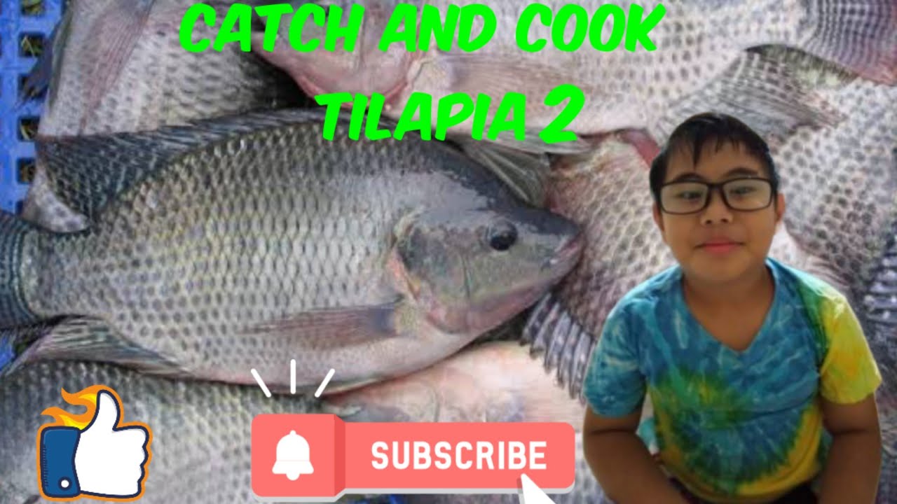TILAPIA NET FISHING CATCH AND COOK 2 - YouTube