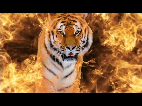 Epic Tiger Intro Template Green Screen Video No Copyright - YouTube