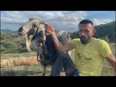 KULAĞINDA BOYNUZ ÇIKAN KEÇİ