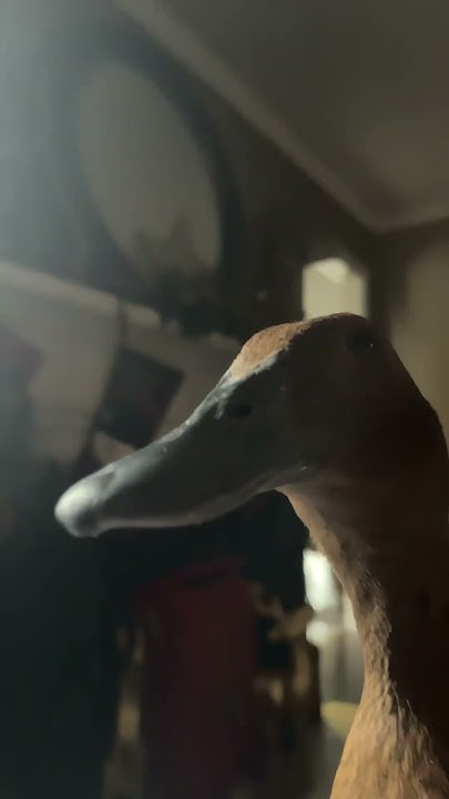 Quack up your day with this quacking cute duckie! 🦆💫 #DuckTales # ...