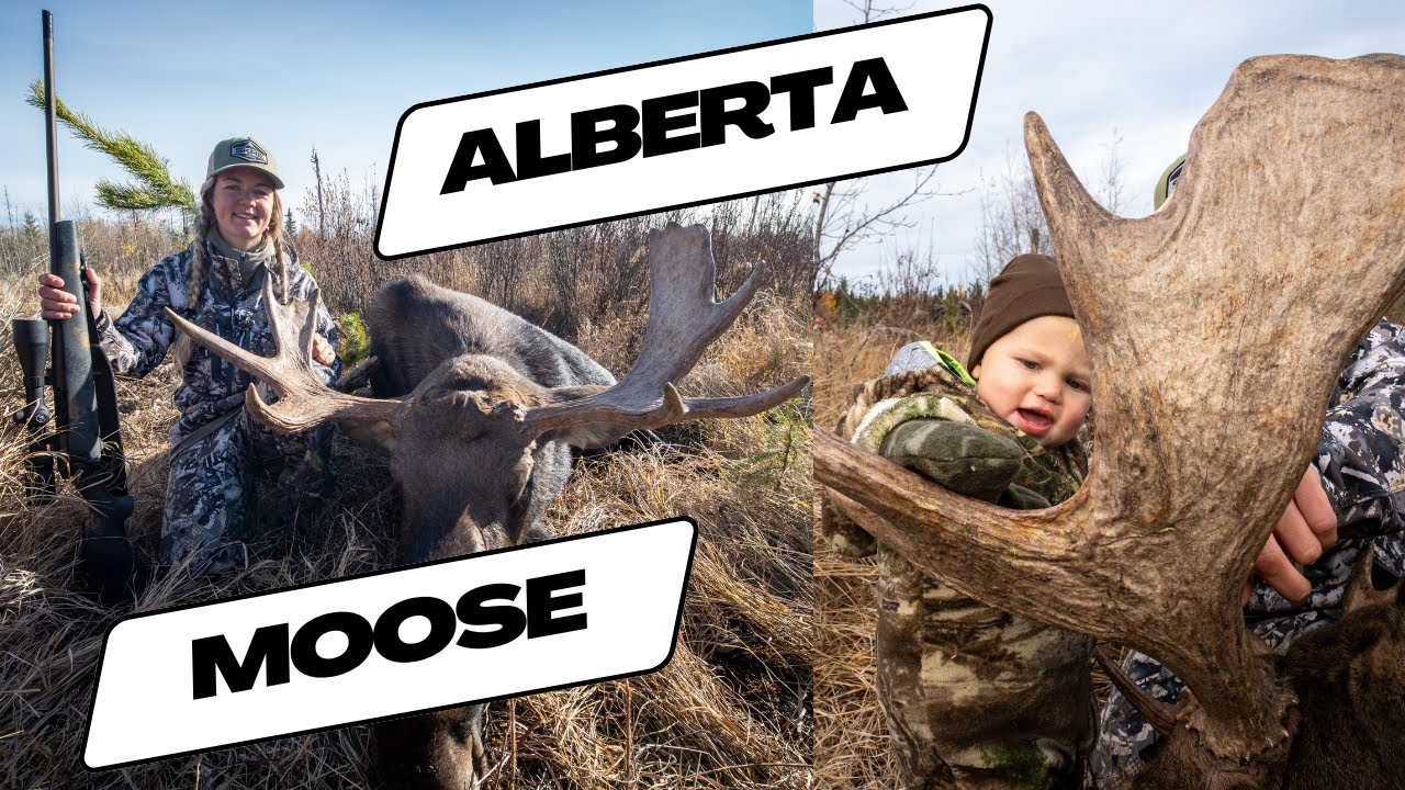 Northern Alberta Moose Hunt - 2 Draw Tags Filled - YouTube