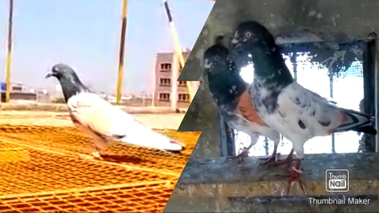 chhat Ahmad jutt Dubai wali Date 8:4:2023 - YouTube