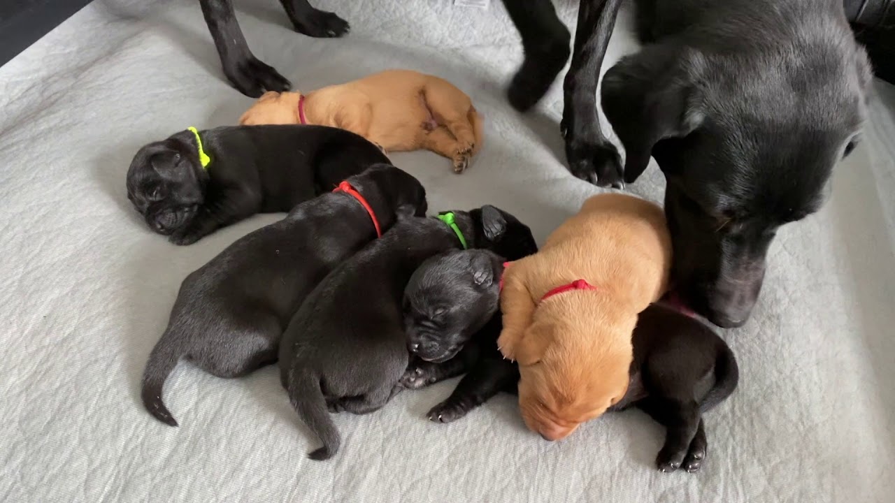 Raven 1-week old British Labrador Puppies - YouTube