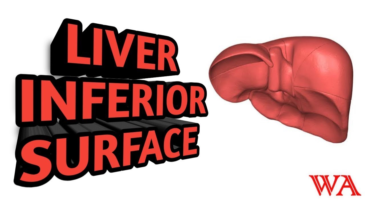 Liver - Inferior surface [ World of Anatomy] - YouTube