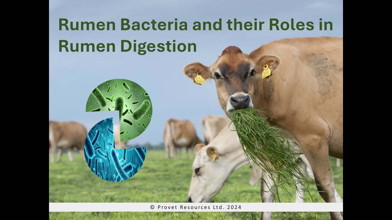 Rumen Bacteria and Their Roles in Rumen Digestion - YouTube