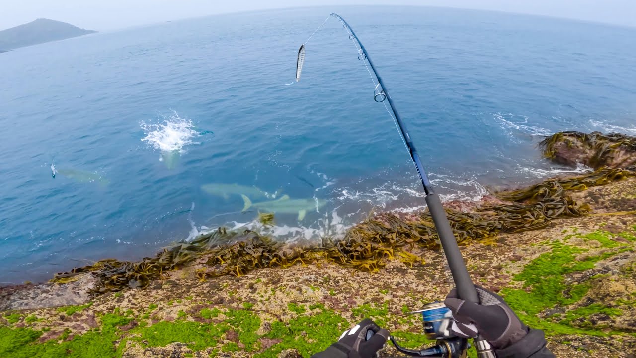Dropping This Lure in FEEDING FRENZY (Insane Fishing) - YouTube