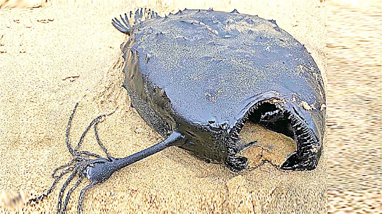 15 Largest Sea Creatures Washed Up On Shore - YouTube