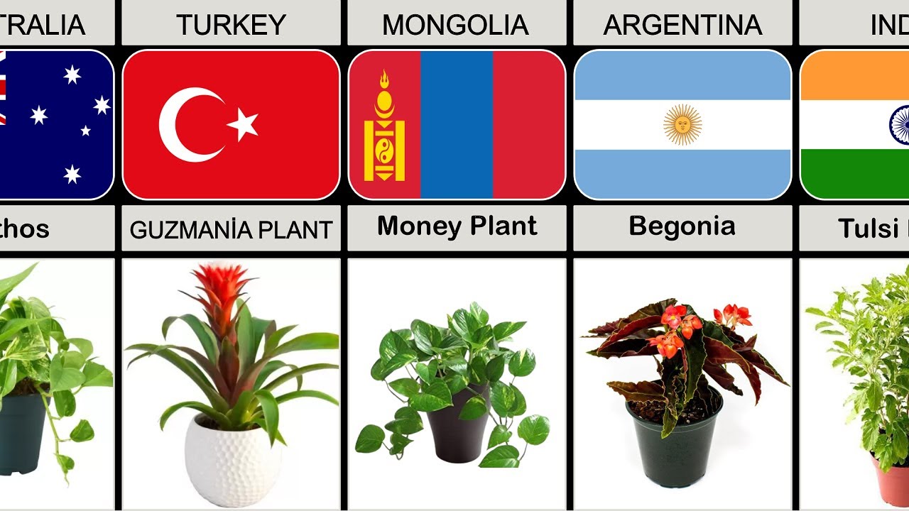 Popular House Plants From Different Countries - YouTube