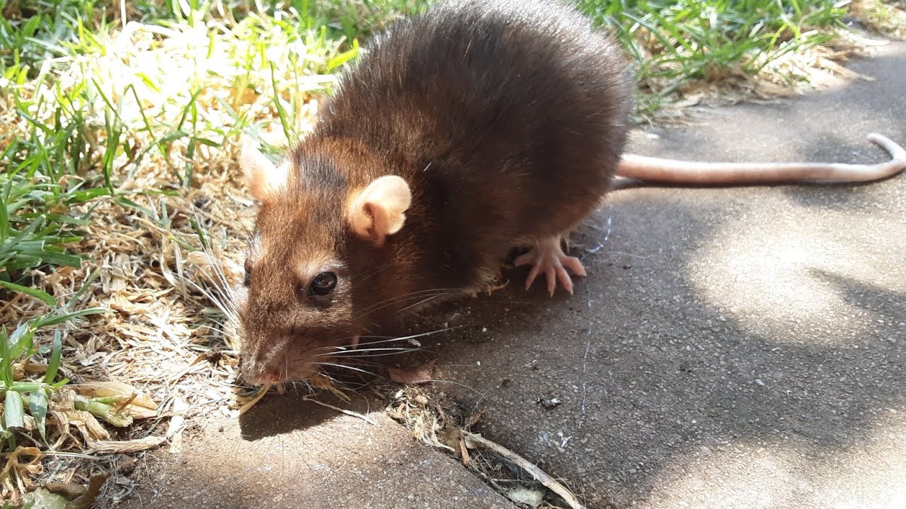 All Rat Photo Shoots With Hazel - YouTube