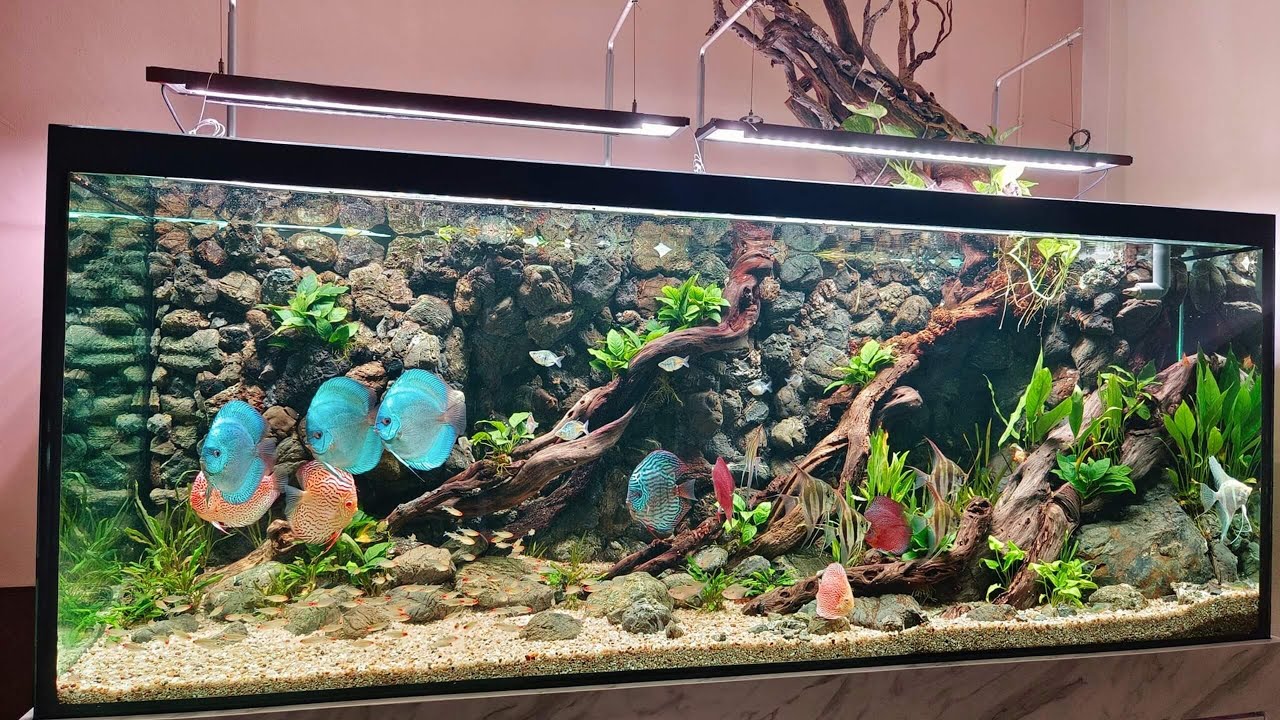 Massive 2,000L Best Discus Tank Setup - Beautiful Discus Aquarium - YouTube