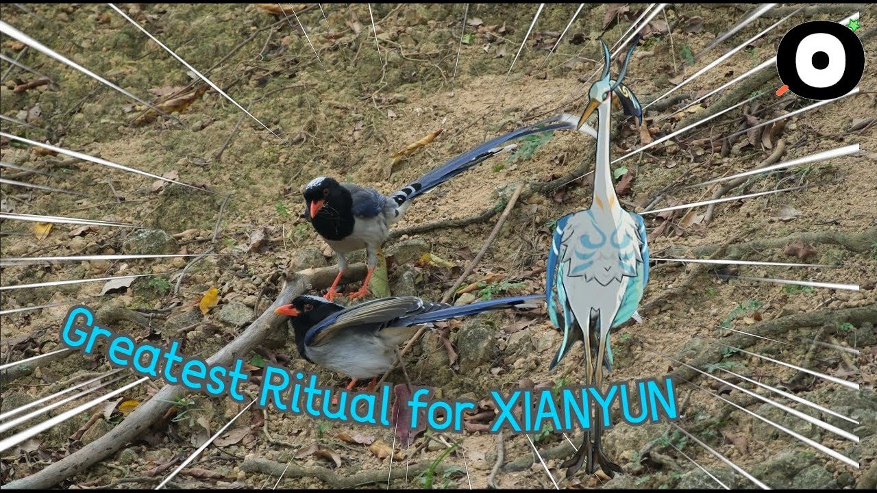 WISHING RITUAL FOR XIANYUN (100%SUCCESS RATE)🐦🐦🐦 - YouTube