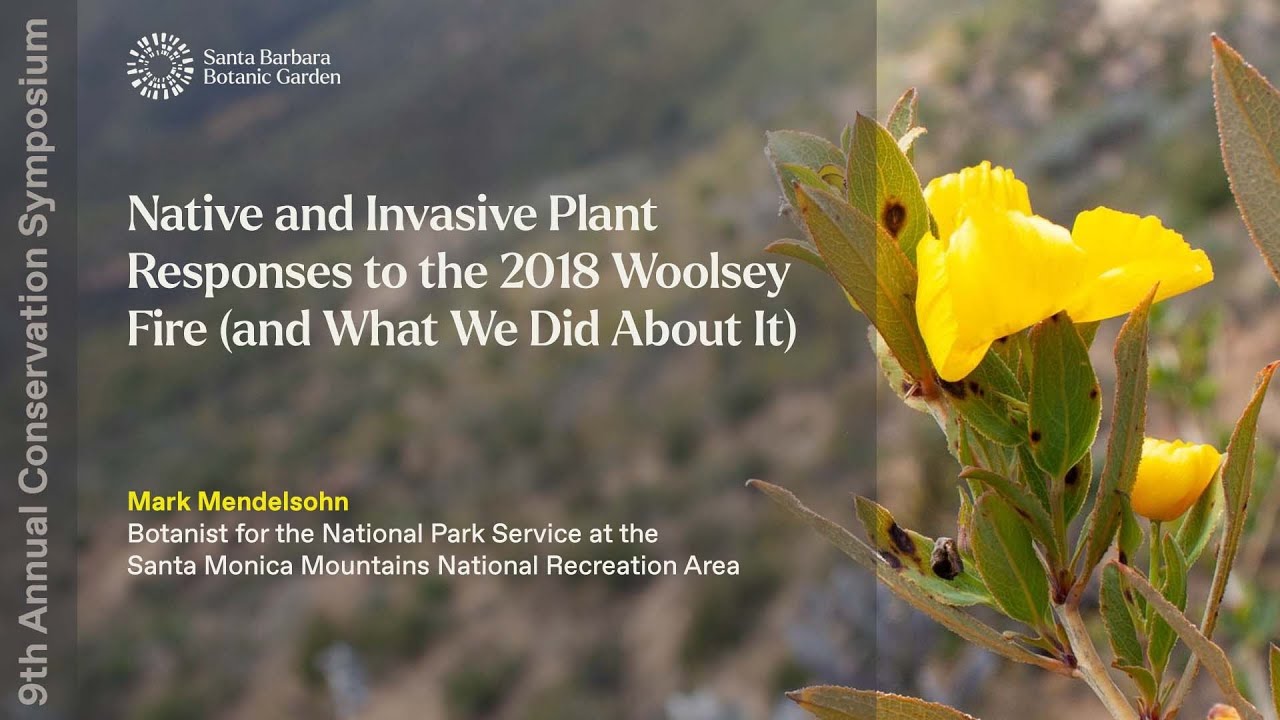 Native and Invasive Plant Responses to the 2018 Woolsey Fire (and What ...