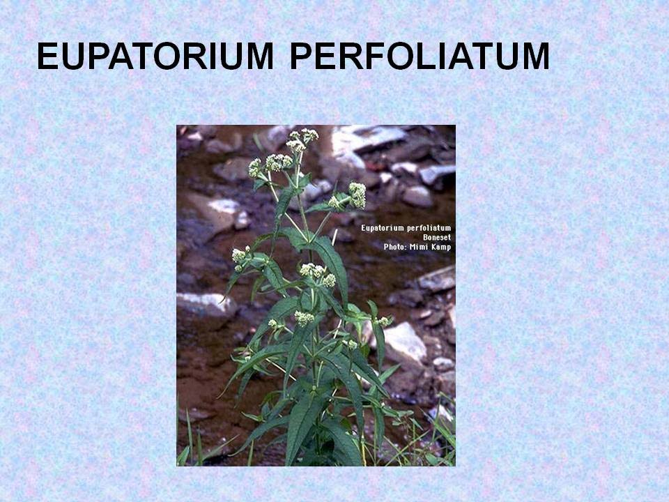 EUPATORIUM PERFOLIATUM - ΑΝΤΙΜΕΤΩΠΙΣΗ ΟΞΕΩΝ ΚΑΤΑΣΤΑΣΕΩΝ ΜΕ ...