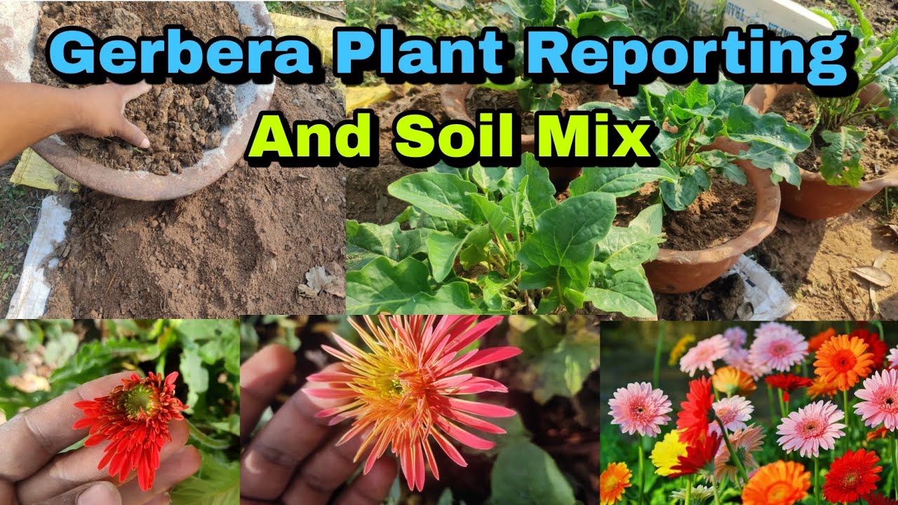 Gerbera plant ko kese lagaye or iska Soil Mix// Gerbera plant kaise ...