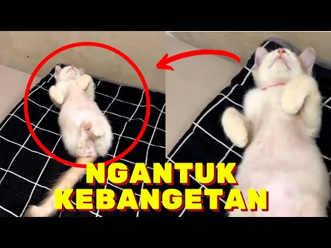 Habis Main Dari Luar, Bocil Tidur Pules Banget. Posisi Tidurnya Imut Banget - Vid. Pororo Poby Bocil