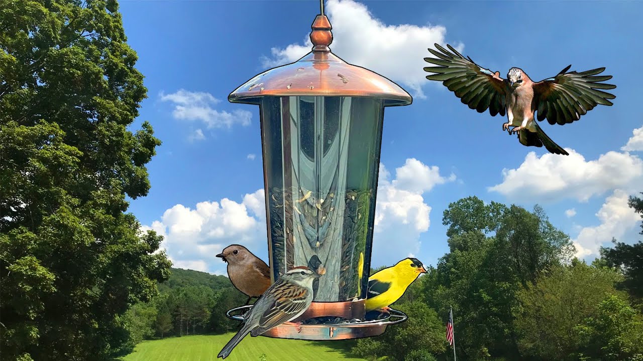 Bird Watching from Dawn to Dusk 🦅 - YouTube