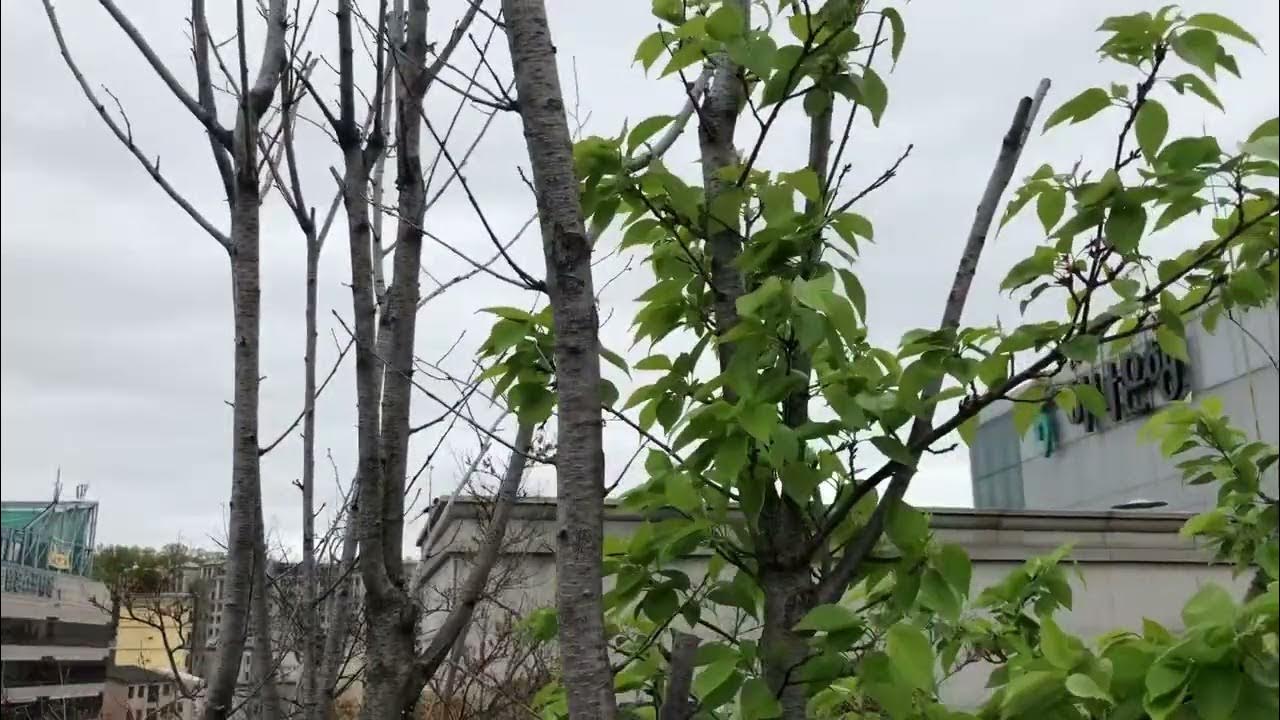 날아오른 새 바람에 흔들리는 나뭇잎🌿 Youtube