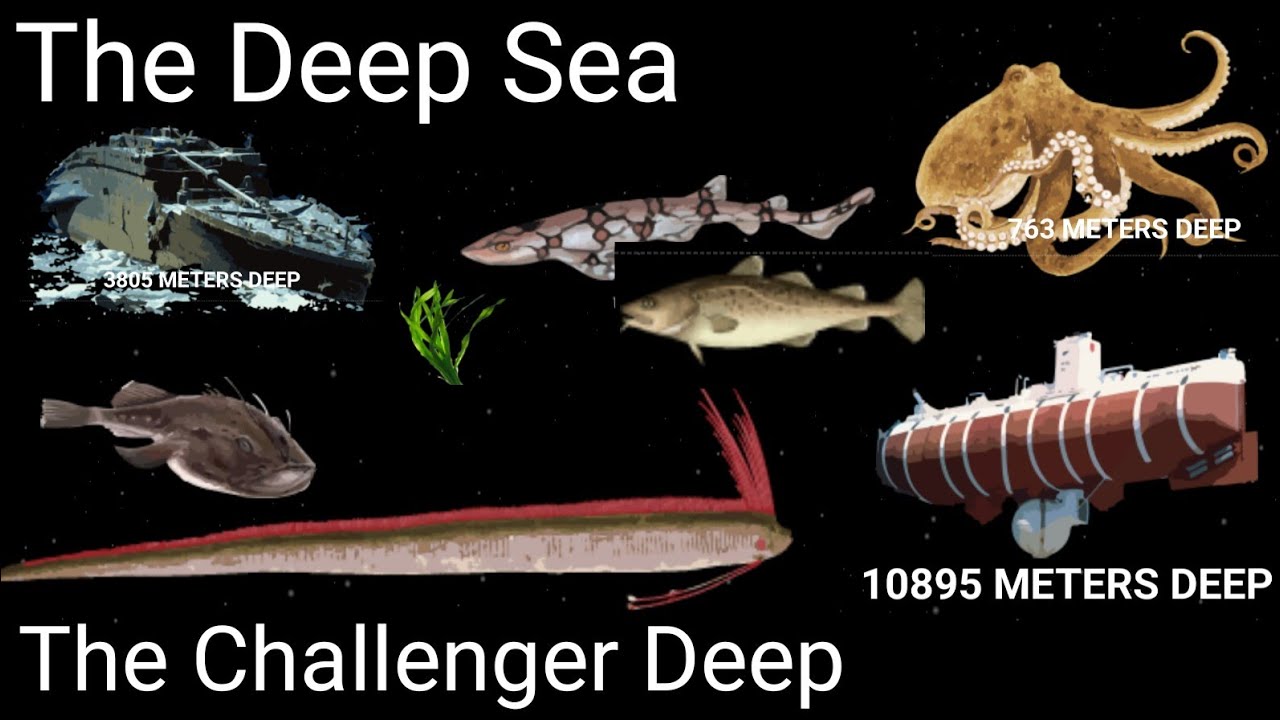 The Deep Sea | The Challenger Deep - YouTube