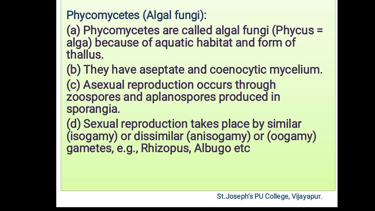 Phycomycetes or algal fungi - YouTube
