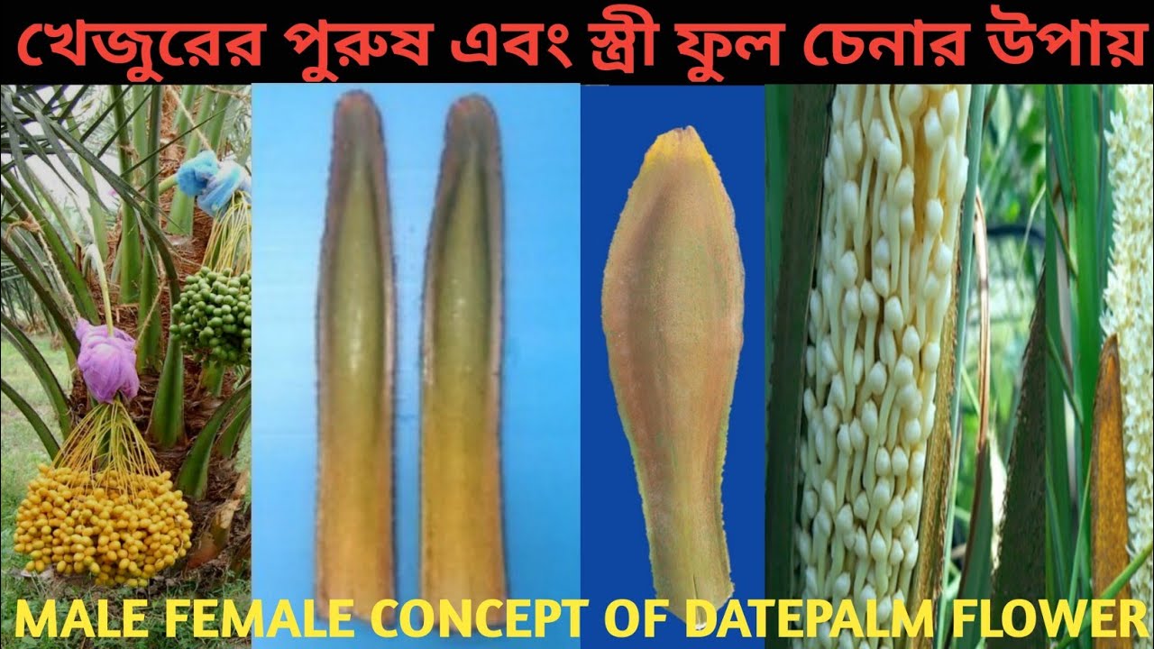 How to identify date flower male or female. - YouTube