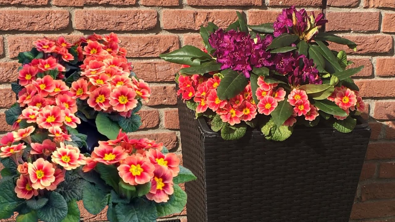 Bloembak lente: primula's en rhododendron in een hoge plantenbak - YouTube
