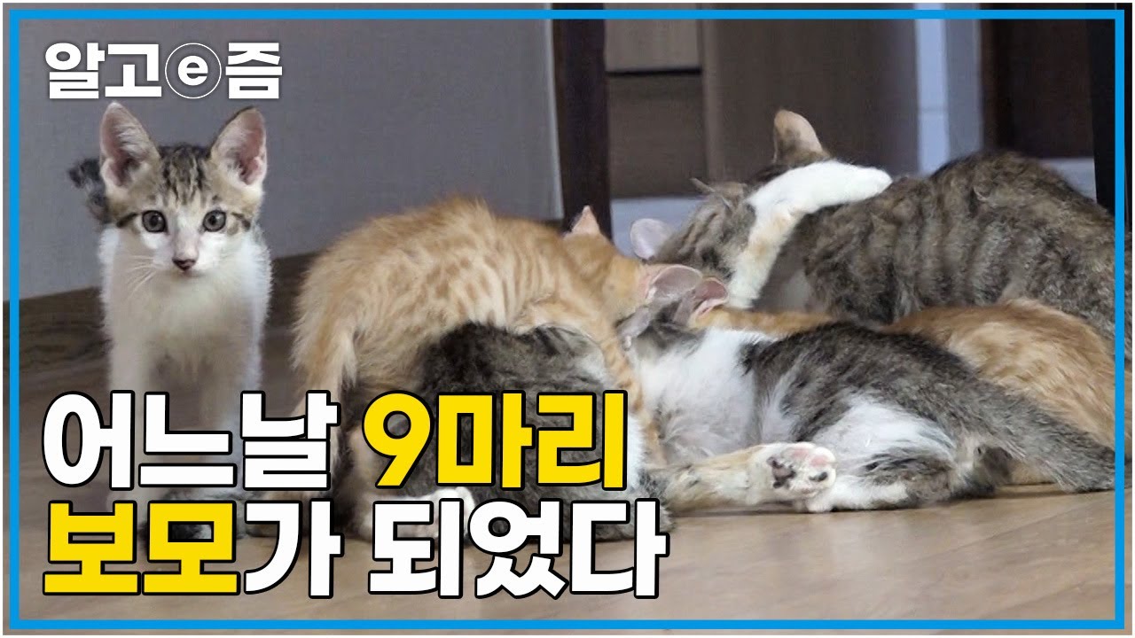 한 마리 구조했더니 새끼 고양이 9마리가 추가로 생겼어요” 한순간 모든 일상이 아기 고양이들에게 맞춰져버린 보모로 간택당한