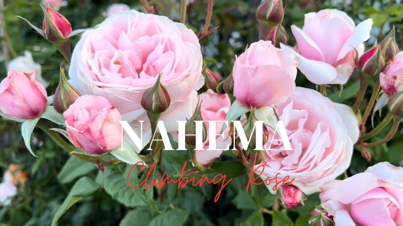 Nahema Rose | Fragrant climbing rose #rose #garden #australia #nature # ...
