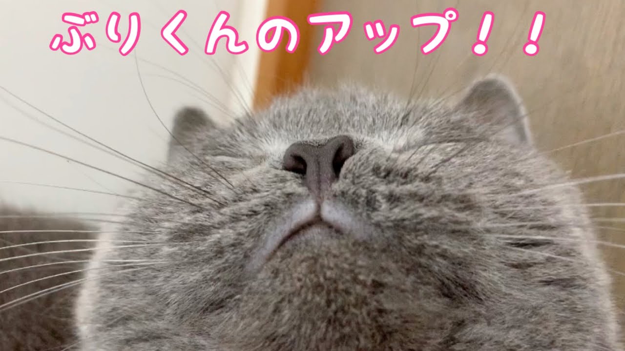 【ブリティッシュショートヘア】高いところから下りられなくて困ったぶりくんが可愛い！[British Shorthair] Buri-kun ...