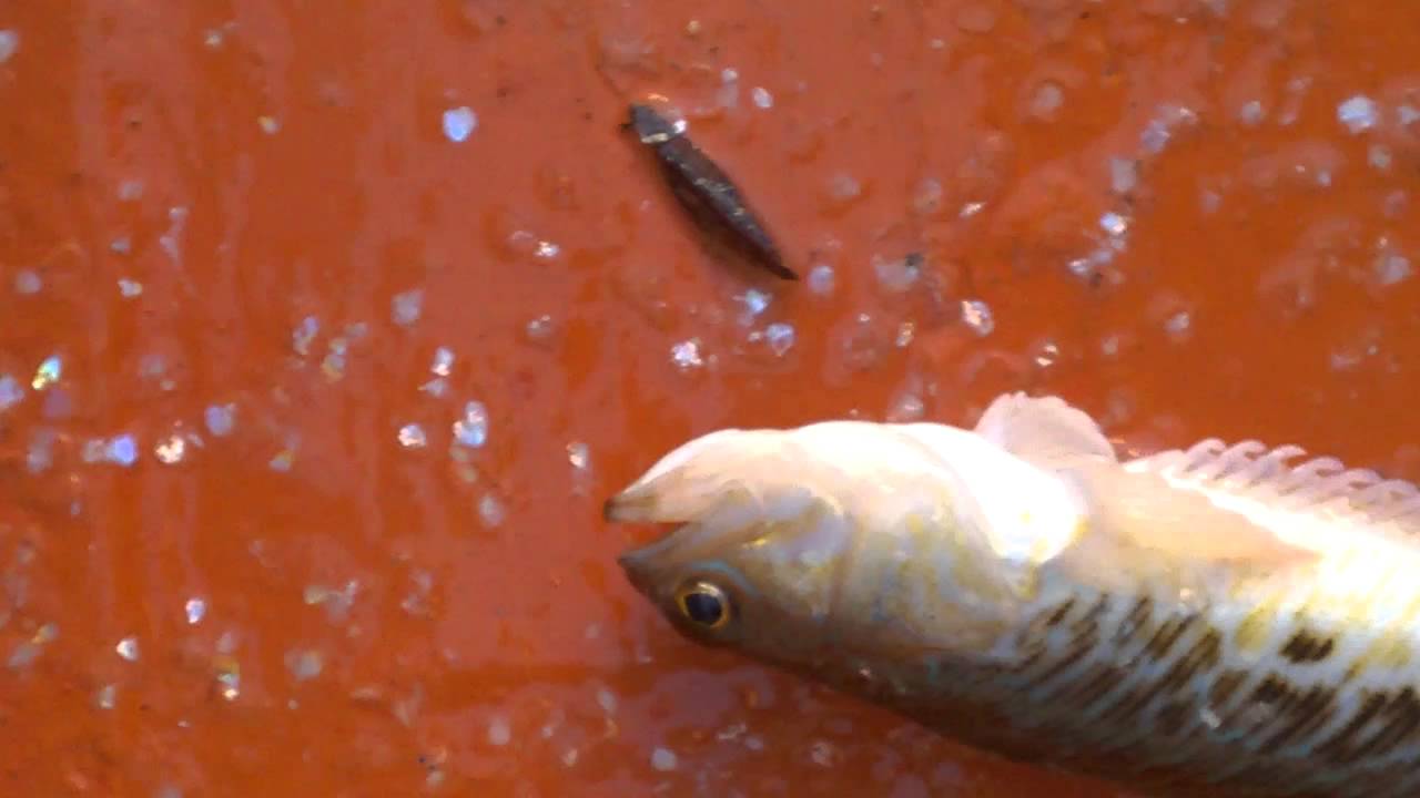 Lesser weever (Echiichthys vipera)The most dangerous fish - YouTube