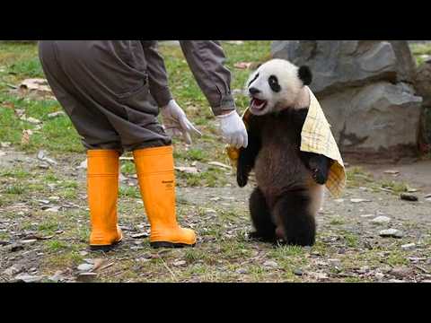 Animals Always Find a Way To Be Hilarious! 🤣 Funny Animal Videos 2026