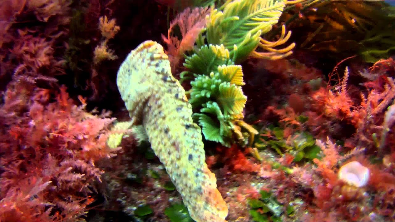 Warty Prowfish, Aetapcus maculatus - YouTube