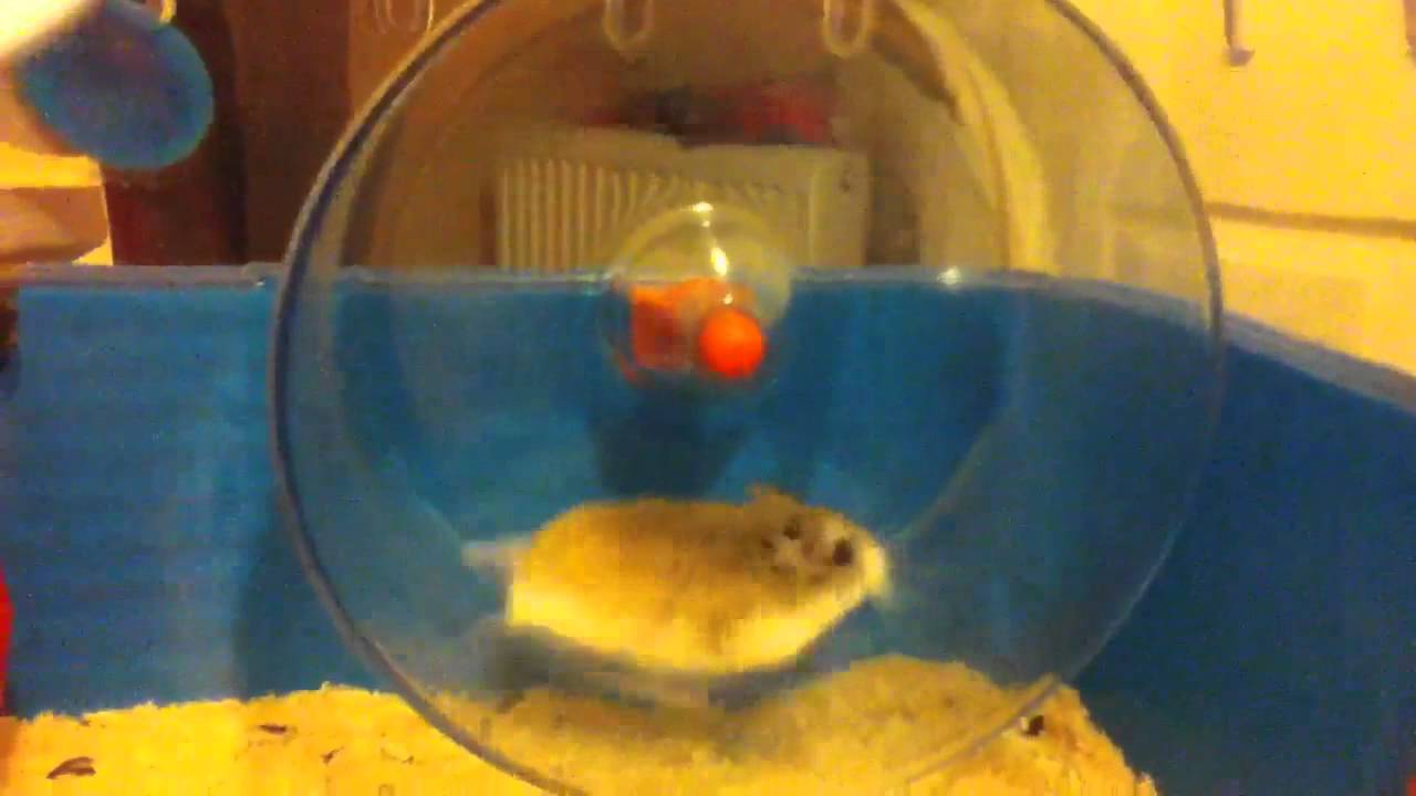 Hamster falling off wheel - YouTube