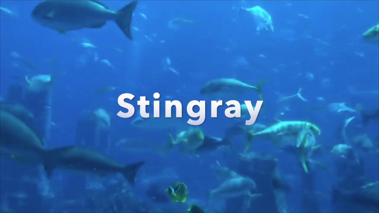 Stingray - the album! - YouTube