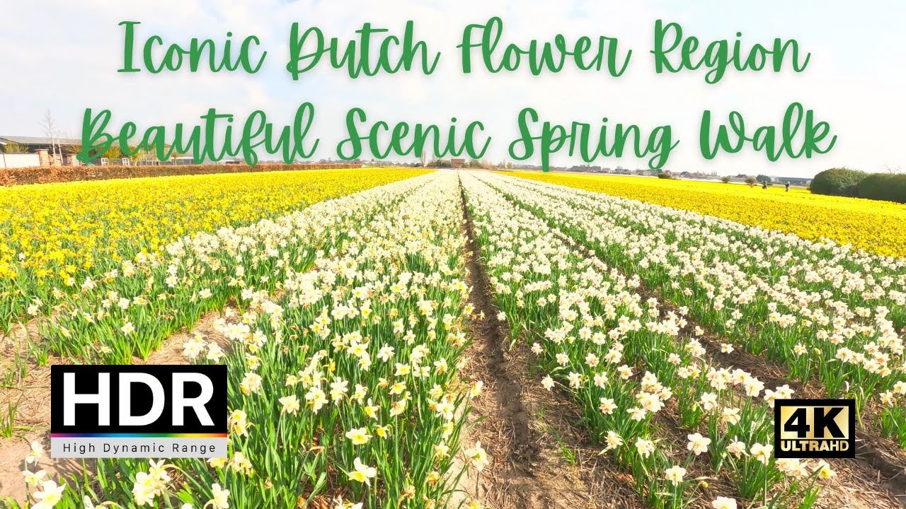 Iconic Dutch Flower Region Beautiful Scenic Spring Walk 4K HDR 2023 ...