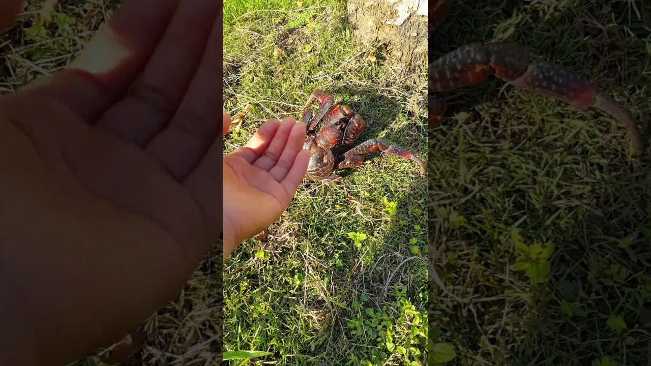 How to raise a coconut crab / ayuyu - YouTube