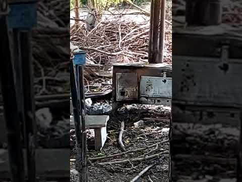 Sevimli Tavuk sobanın içinde yumutlayacağı yeri hazırlıyor