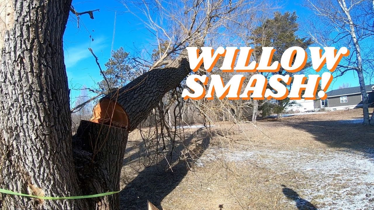 Pulling over willow trees! - YouTube