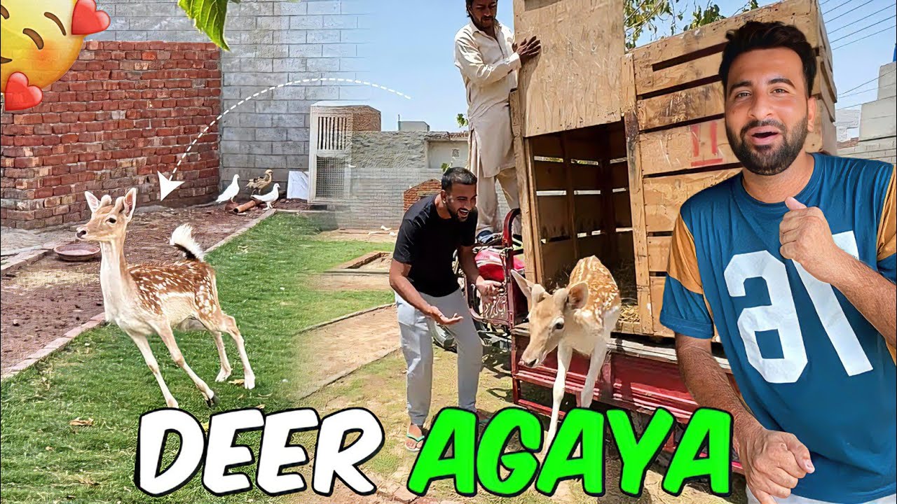 Paisa ft. shehr main dihat | video editing | Sher main dihat - YouTube