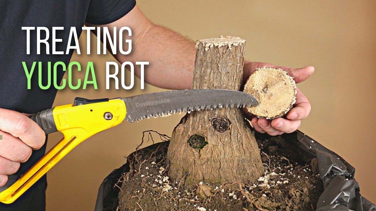 Saving a Yucca plant with extensive trunk rot - YouTube