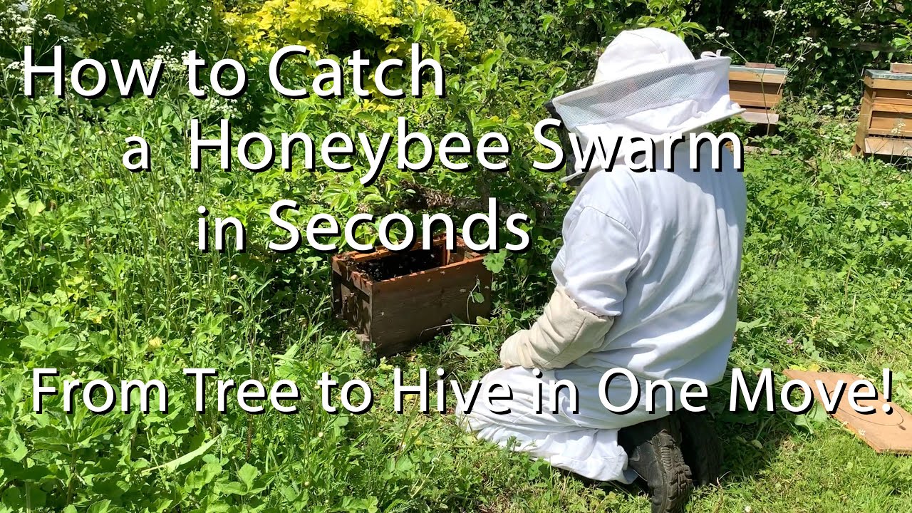 How To Catch A Honeybee Swarm In Seconds / Natural Beekeeping, from ...